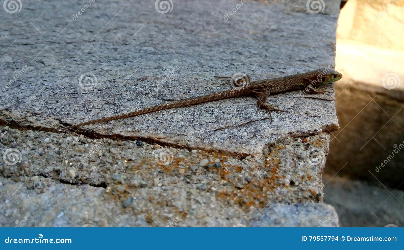 Lizard stock photo. Image of ground, light, crawling - 79557794