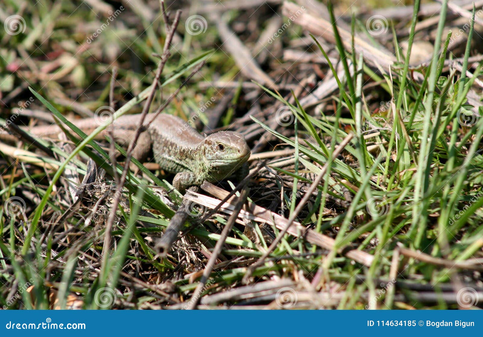 The Lizard Creeps through the Green Spring Grass and Warms Up in the ...