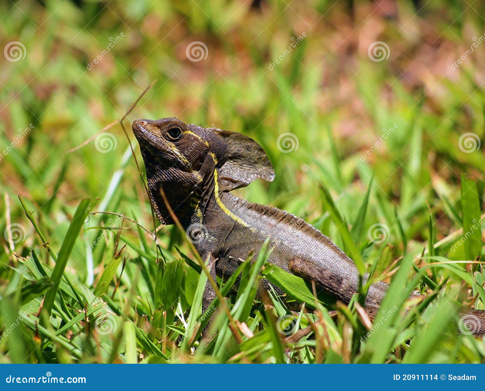 Lizard crest stock photo. Image of central, common, wildlife - 20911114