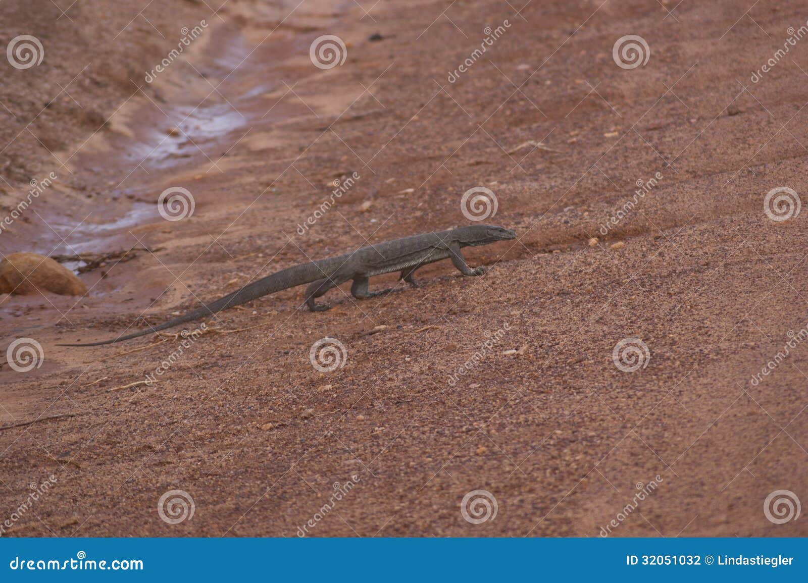 Lizard crossing a road stock photo. Image of length, pink - 32051032