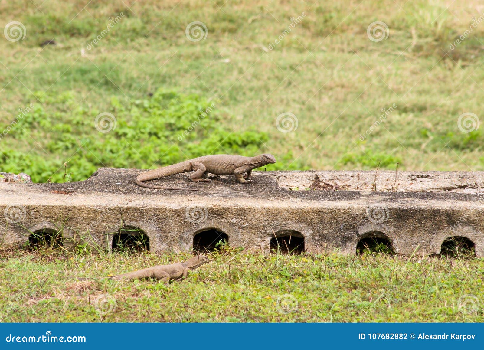2 lizard and crow stock photo. Image of rock, green - 107682882