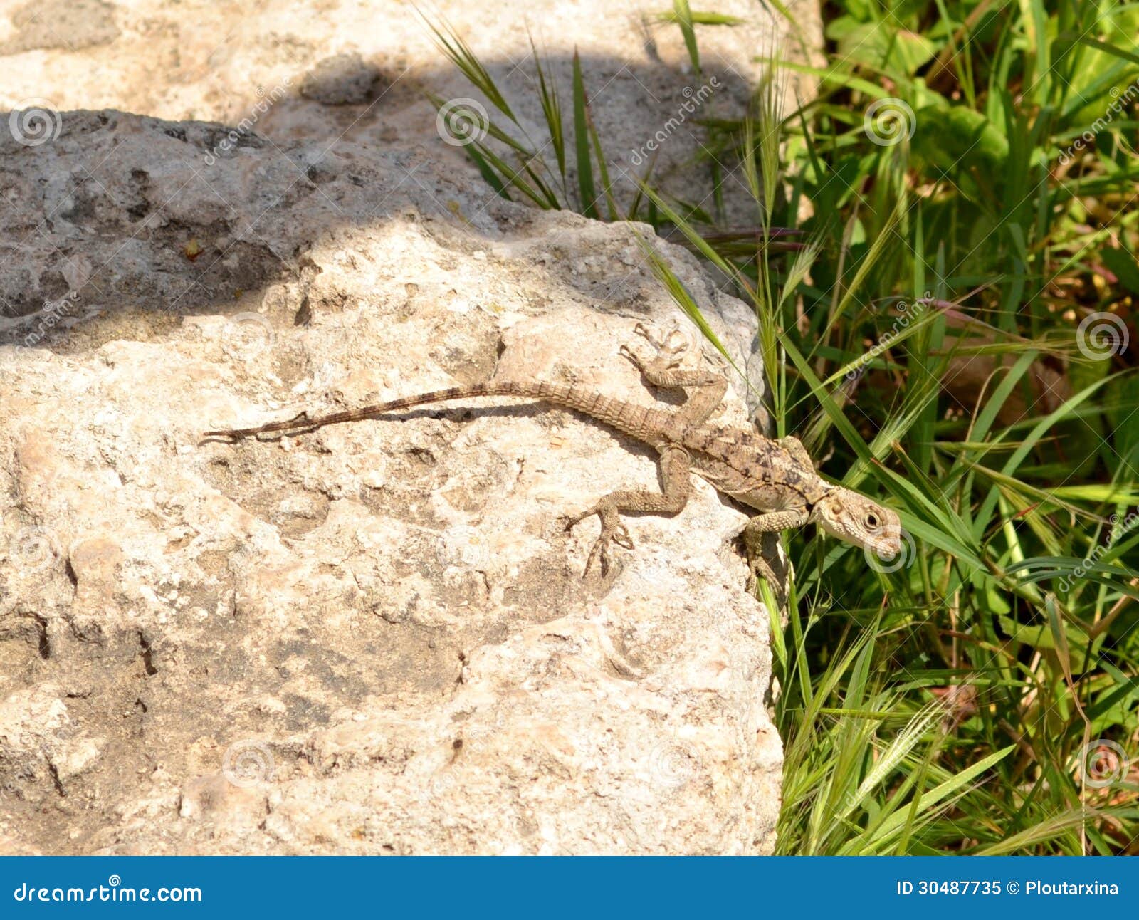 Lizard in Cyprus stock image. Image of hardim, cyprus - 30487735