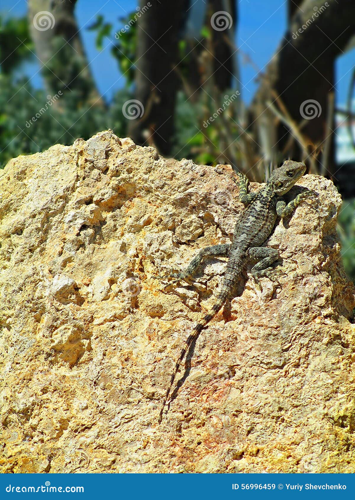 Lizard stock image. Image of cyprus, spring, nice, fine - 56996459