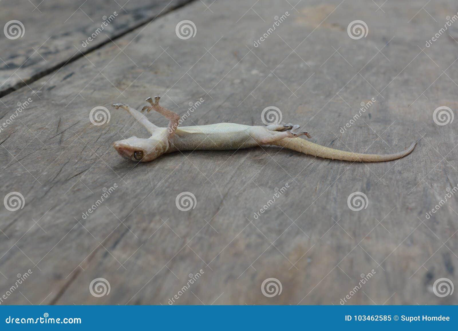 Lizard dead stock image. Image of lizard, sticky, fauna - 103462585