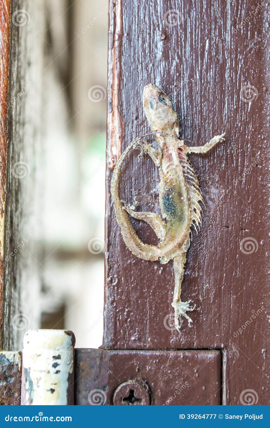 Lizard death stock image. Image of arboreal, spotted - 39264777
