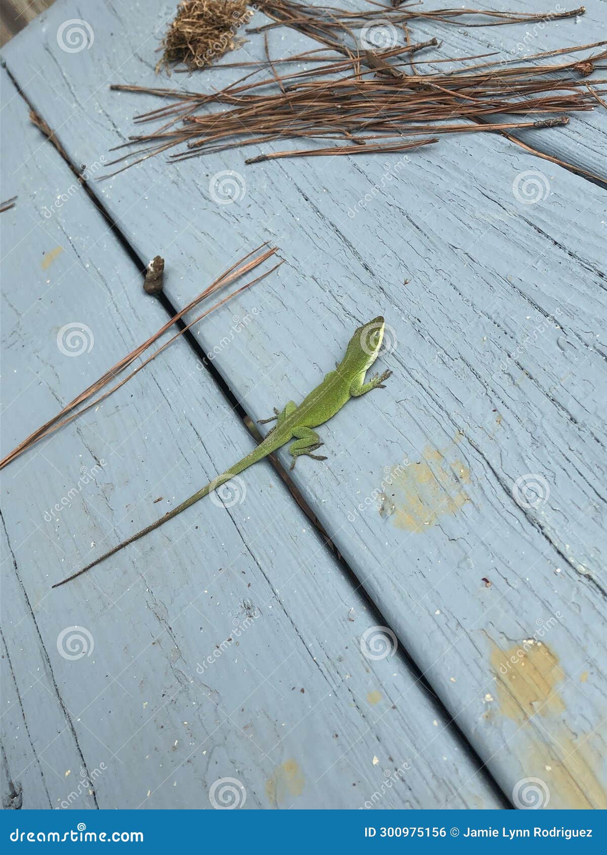 Lizard on a deck stock photo. Image of freeze, animal - 300975156