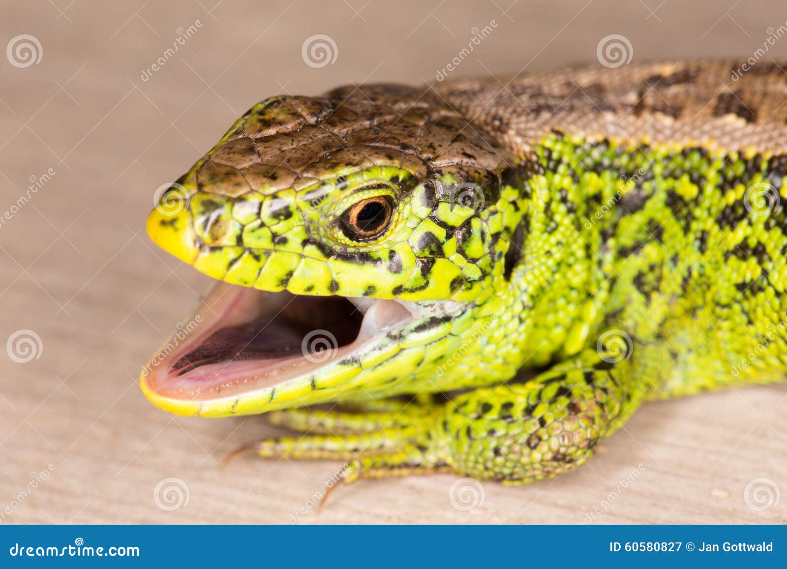 Lizard stock image. Image of vertebrate, outdoors, cute - 60580827