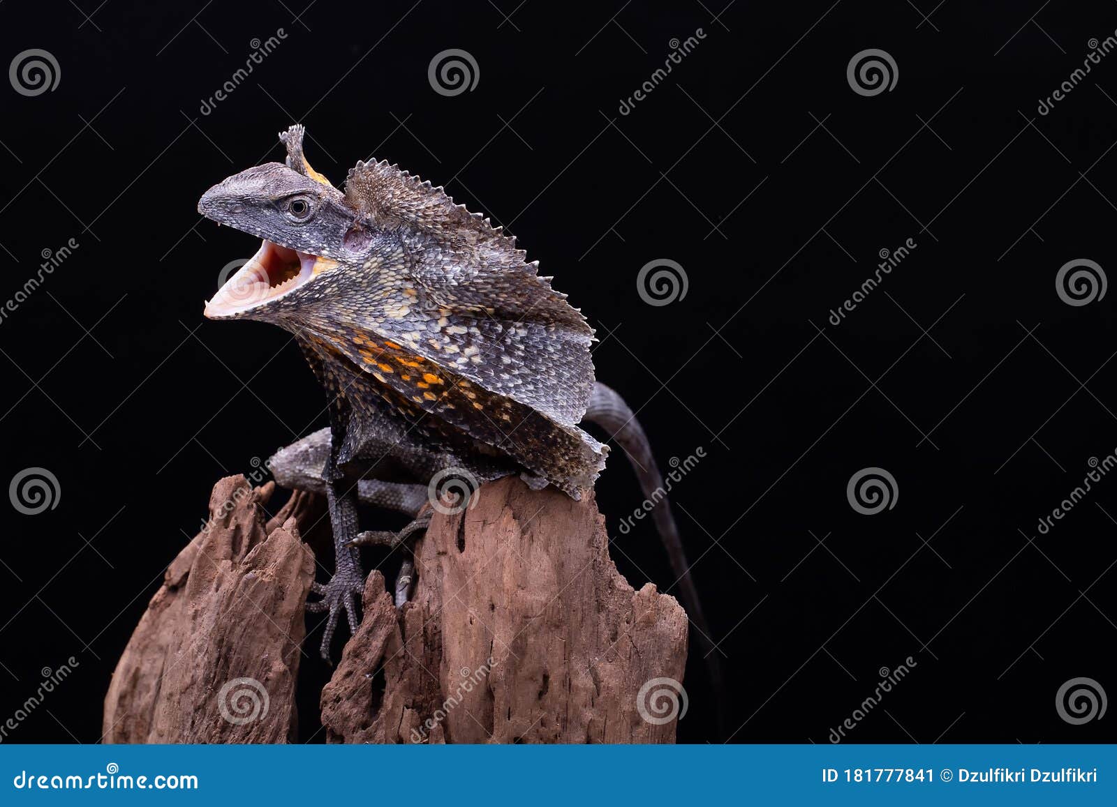 A Lizard is in Defensive Position, Stock Image - Image of toad, serpent ...