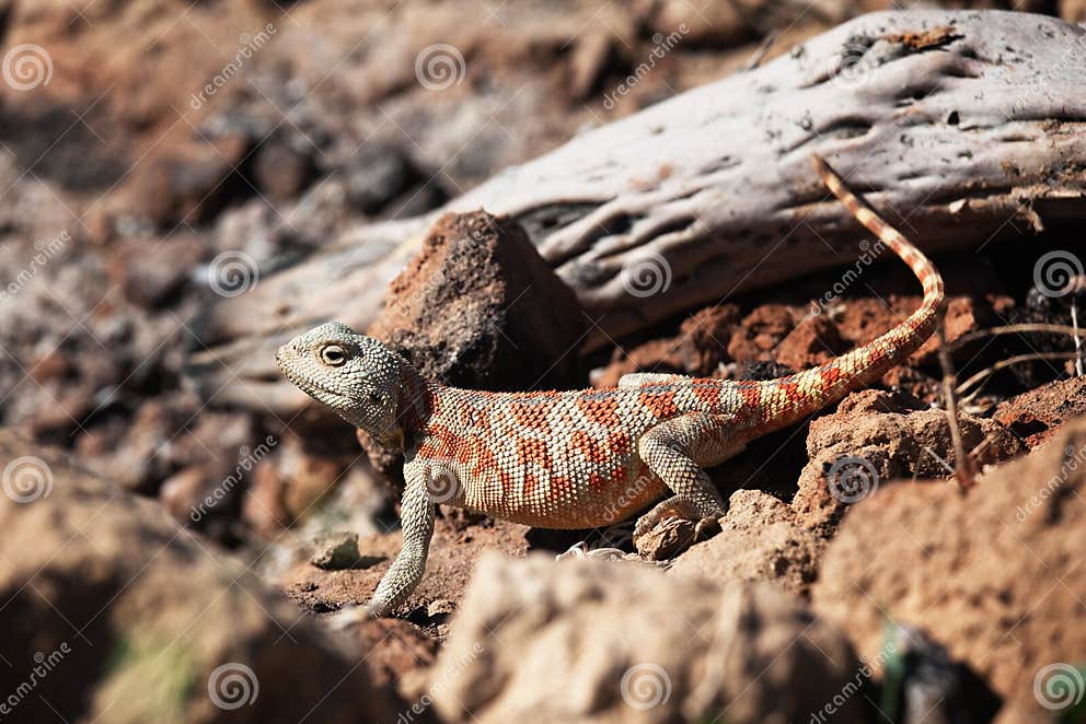 Lizard in desert stock photo. Image of nature, central - 15154556