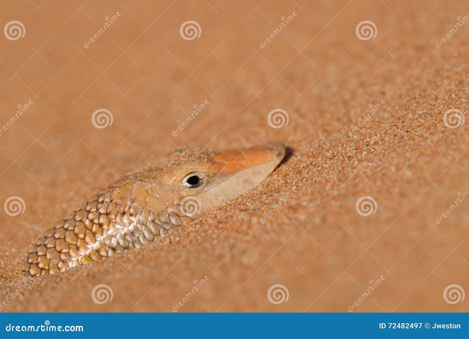 Lizard in the Desert stock image. Image of fish, lizard - 72482497