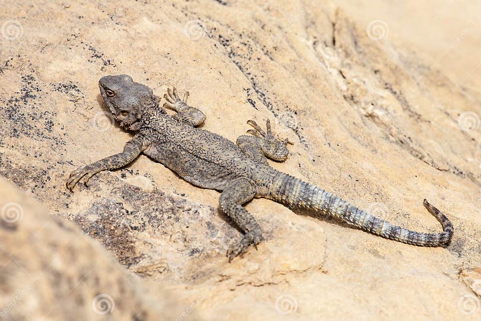 Lizard in the desert stock image. Image of wildlife, tail - 62453865