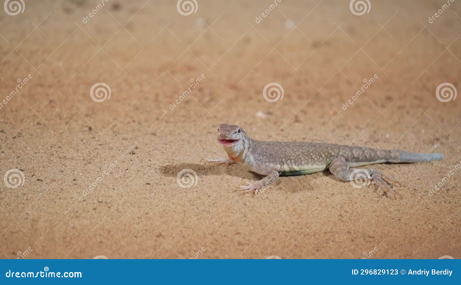 Lizard in the Desert on the Sand, Close-up Stock Video - Video of devil ...