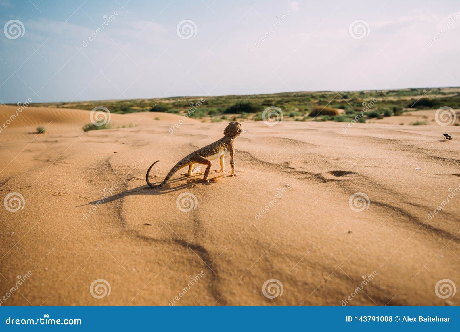 Lizard in the Desert on the Yellow Sand Stock Photo - Image of wild ...