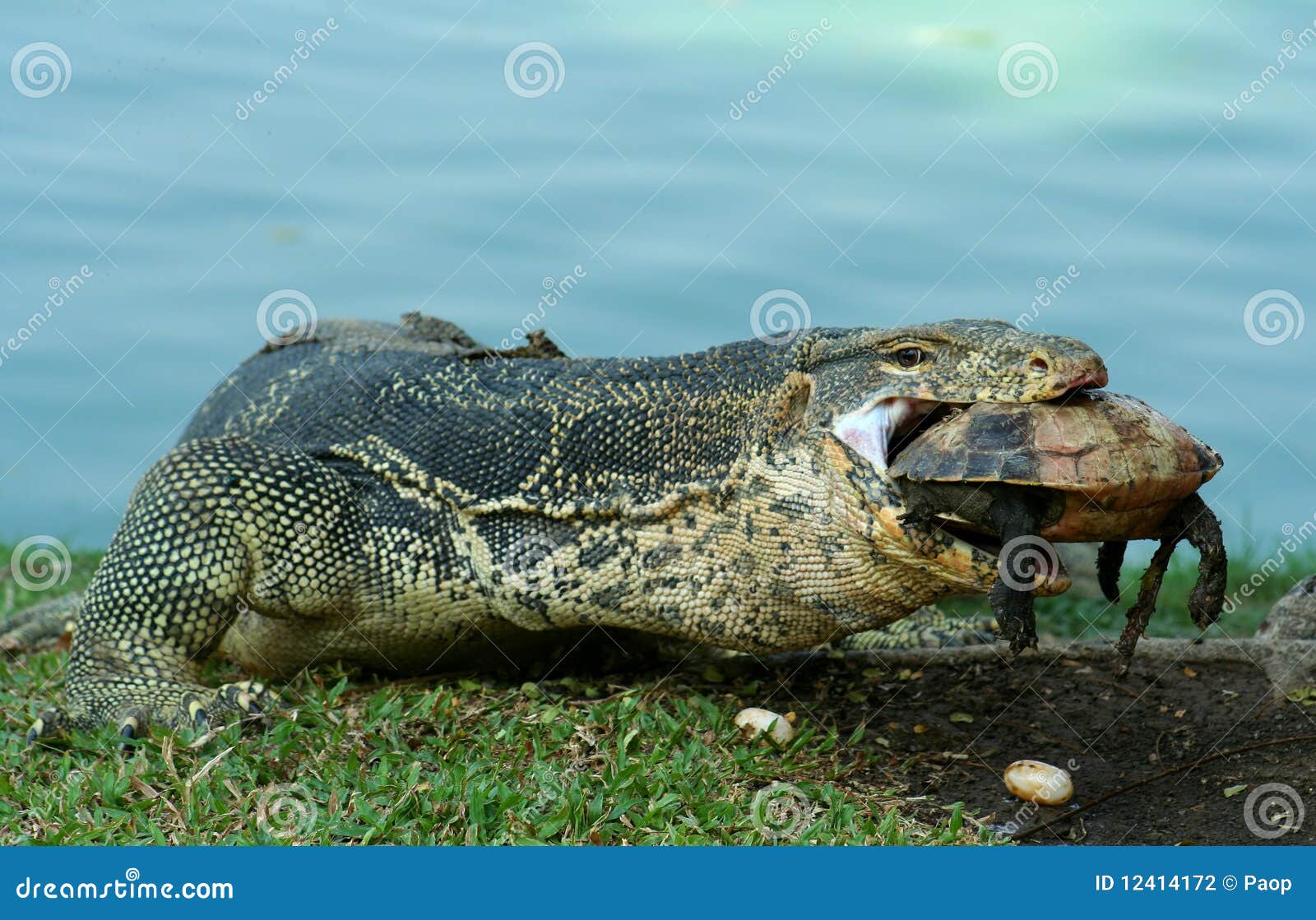 Lizard at Dinner stock photo. Image of nature, turtle - 12414172