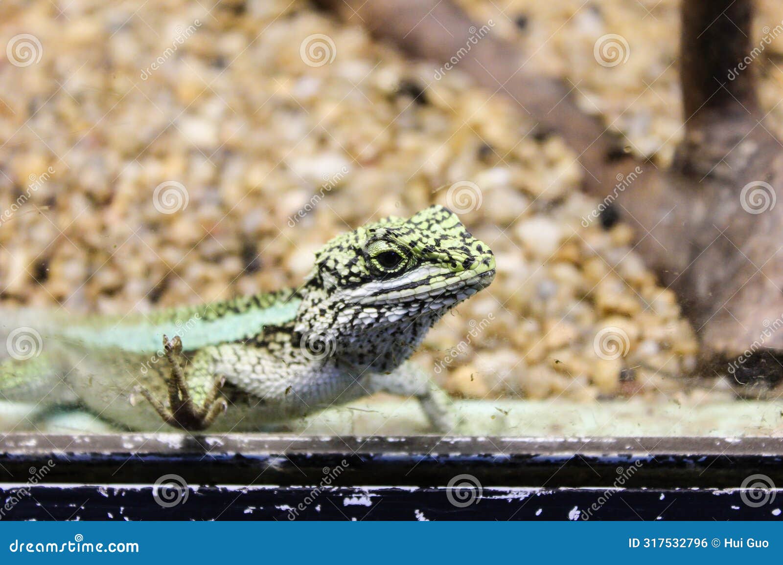 Lizard on Display at Shanghai Science and Technology Museum Stock Photo ...
