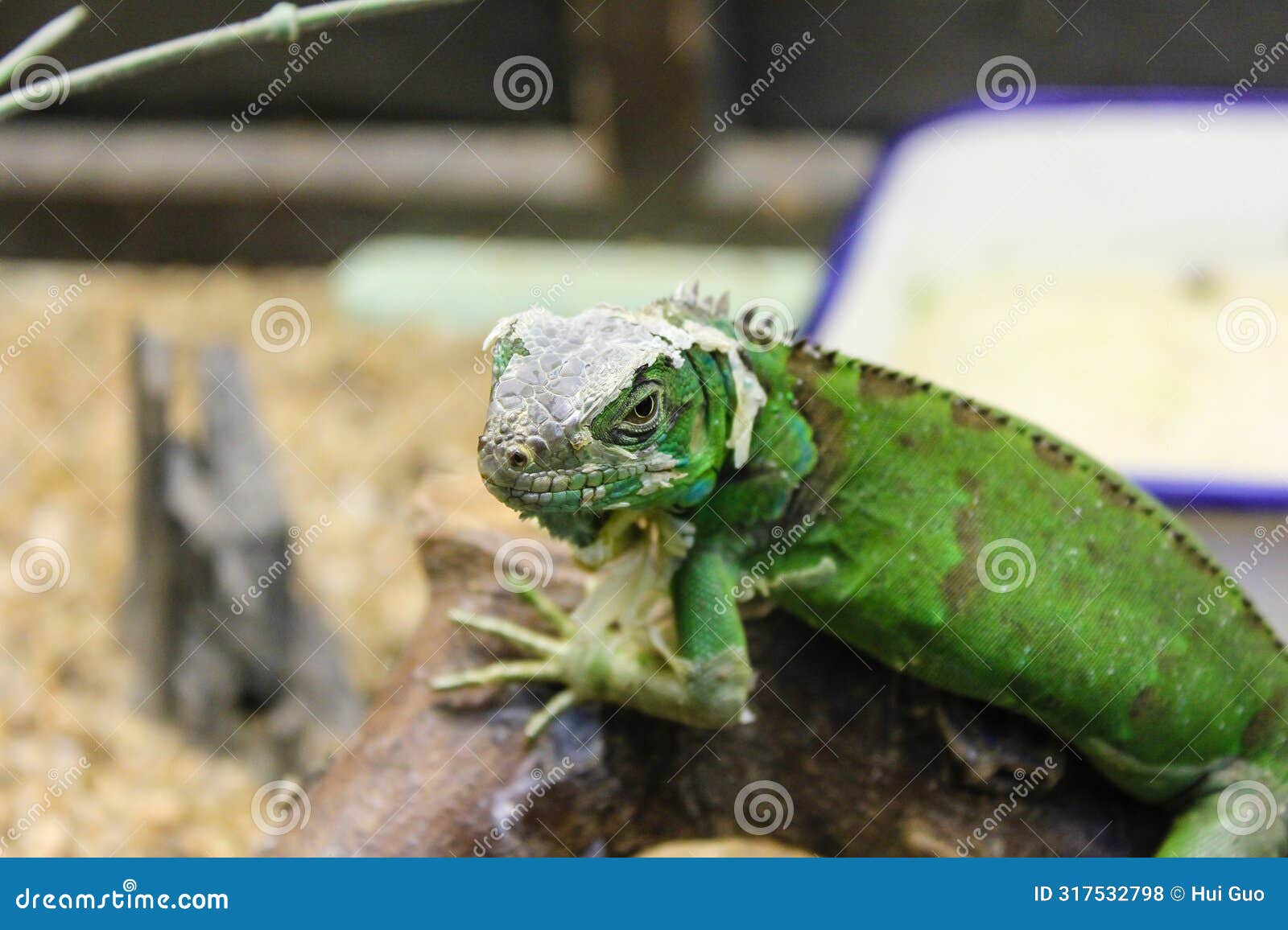 Lizard on Display at Shanghai Science and Technology Museum Stock Photo ...
