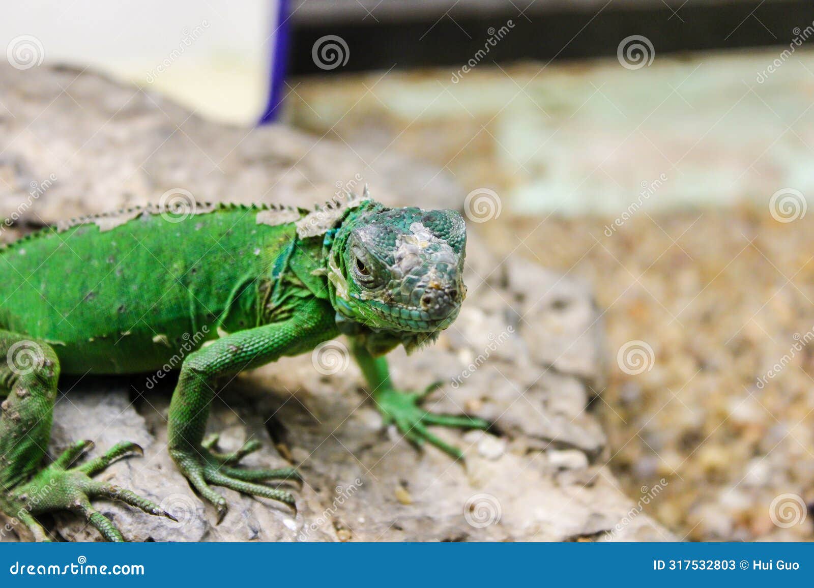 Lizard on Display at Shanghai Science and Technology Museum Stock Image ...