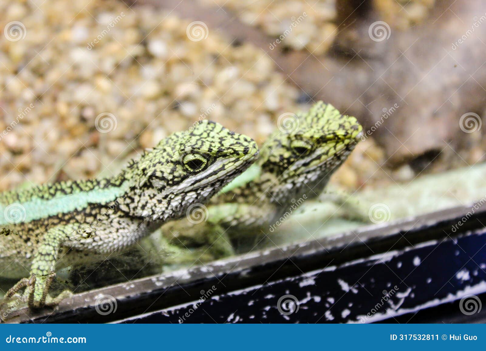 Lizard on Display at Shanghai Science and Technology Museum Stock Image ...