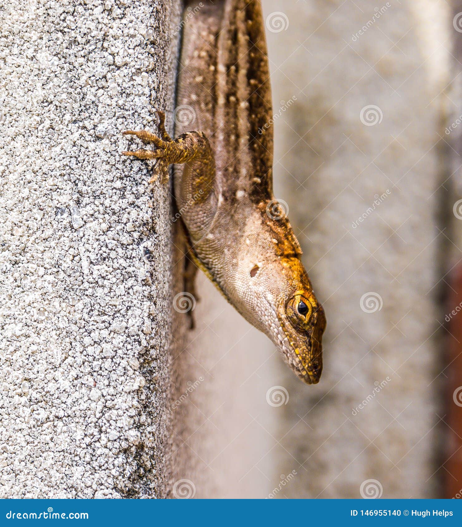 Lisard Hanging Stock Photos - Free & Royalty-Free Stock Photos from ...