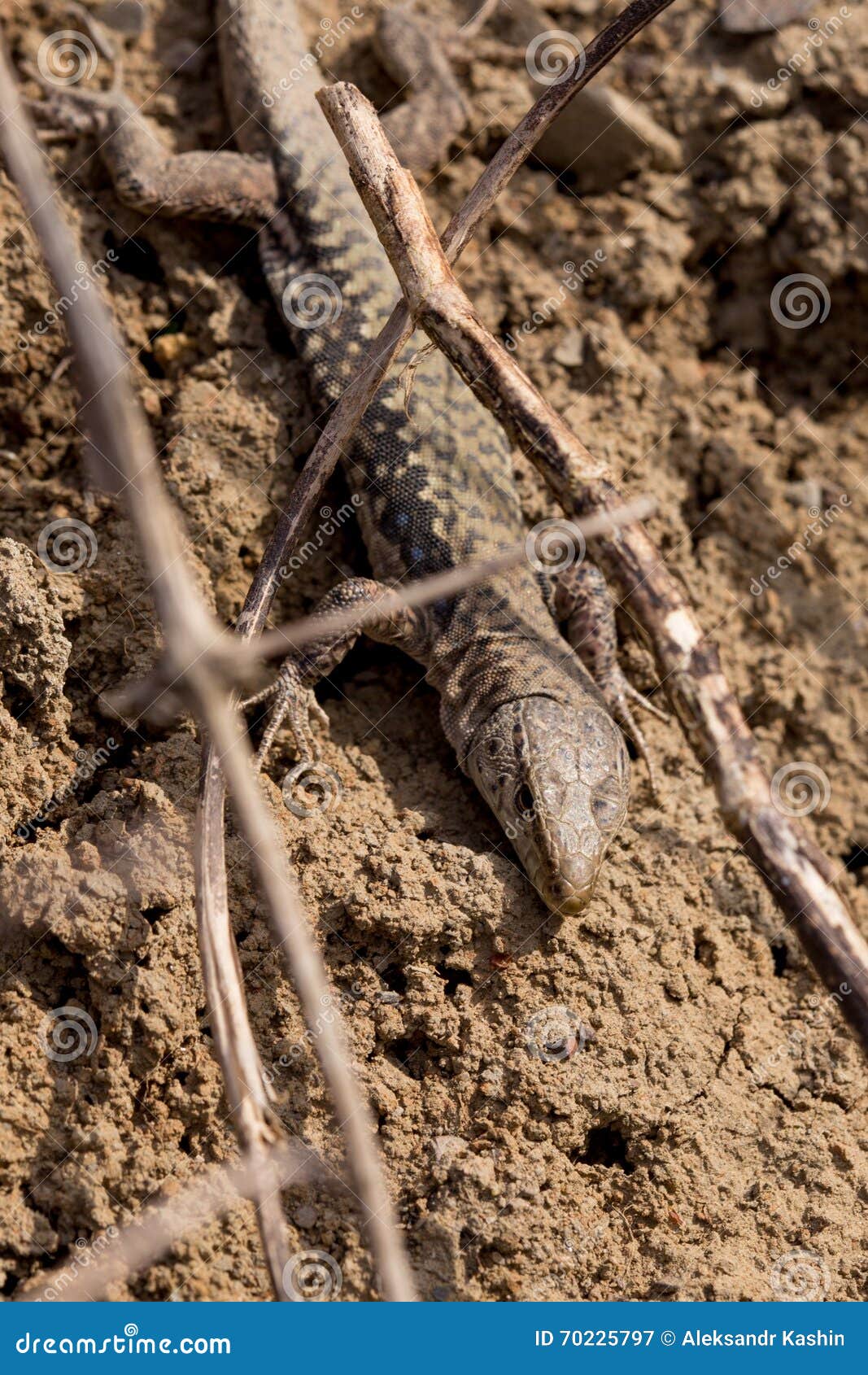 Lizard on earth stock image. Image of habitat, waiting - 70225797