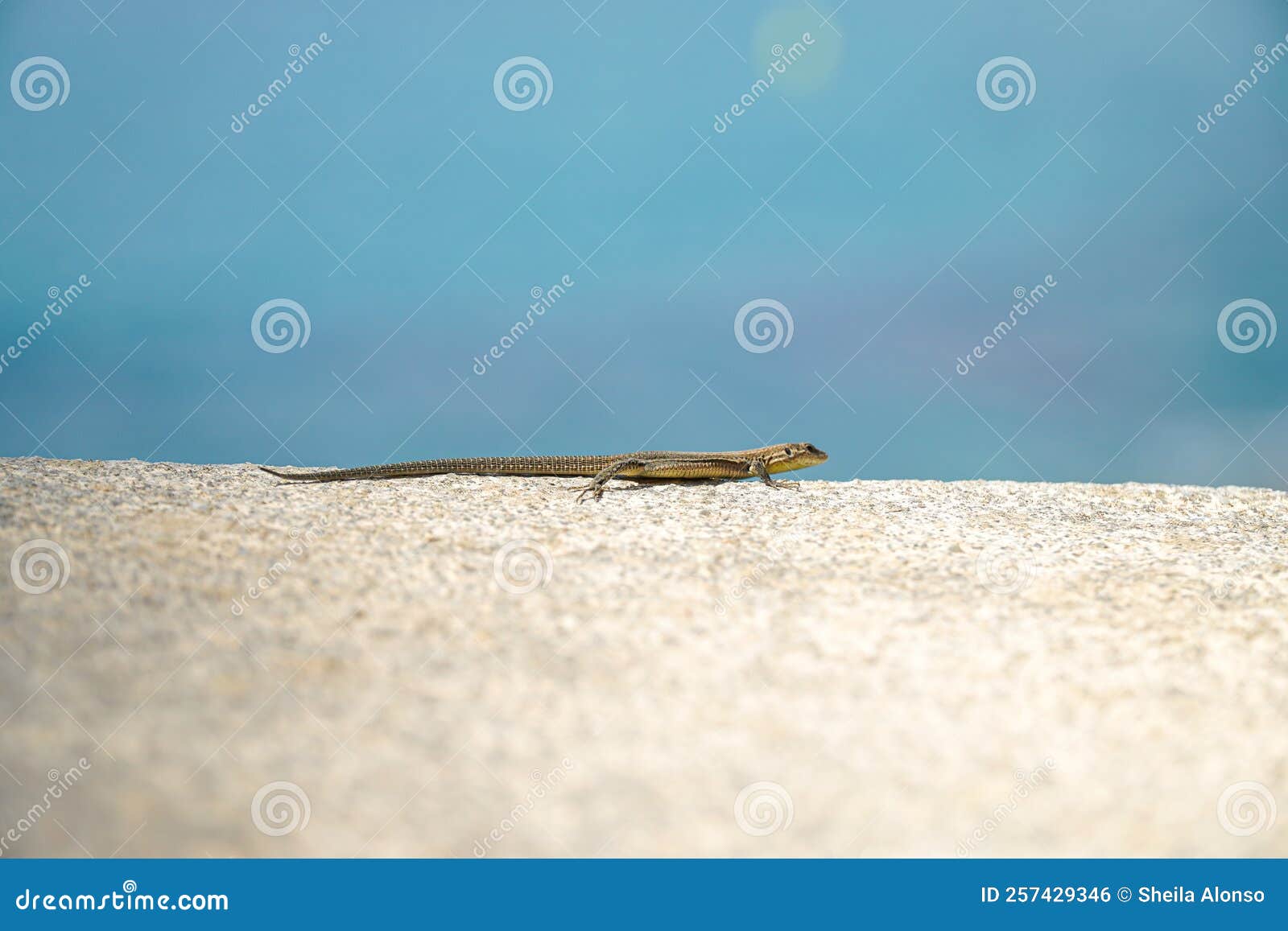 A Lizard between Earth and Sky. Minimalist Photo with Blue Tones Stock ...