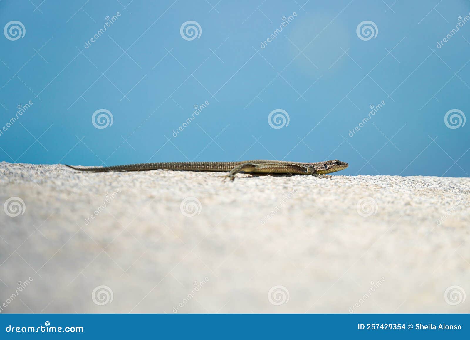A Lizard between Earth and Sky. Minimalist Photo with Blue Tones Stock ...