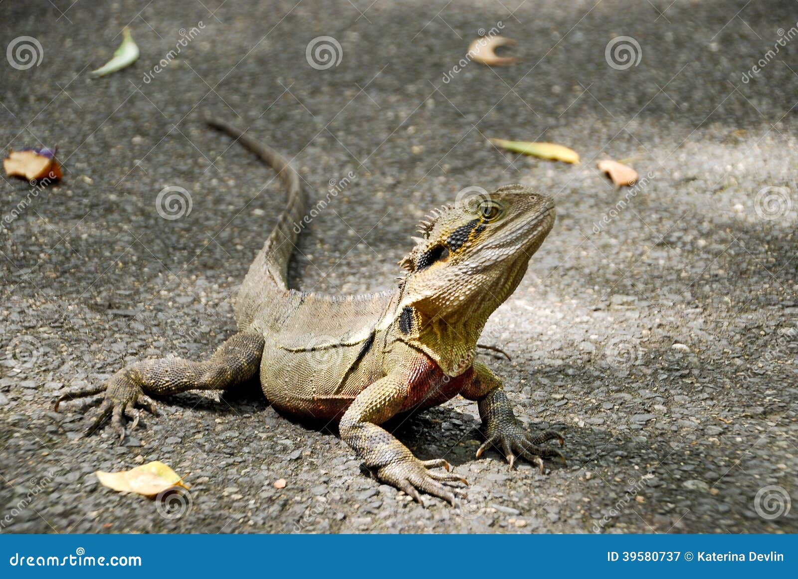 Lizard stock image. Image of eastern, brisbane, dragon - 39580737