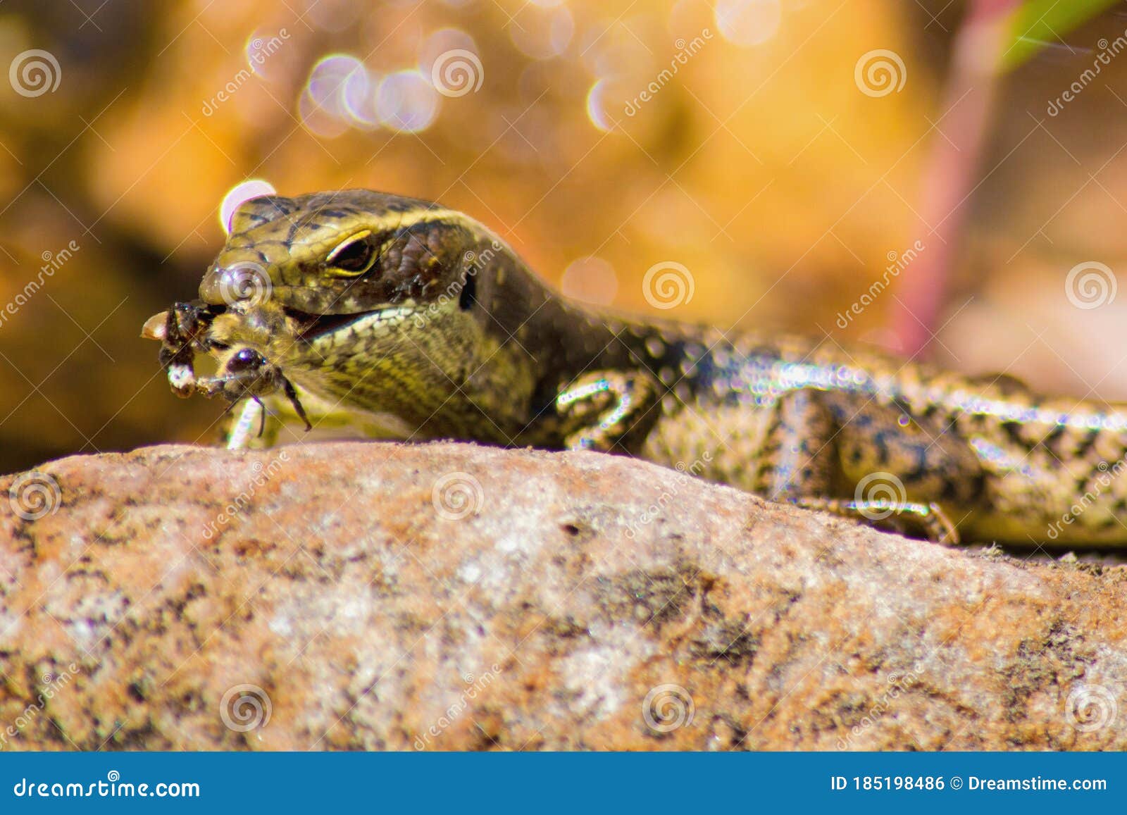 Lizard Eating a Bee stock photo. Image of eating, food - 185198486