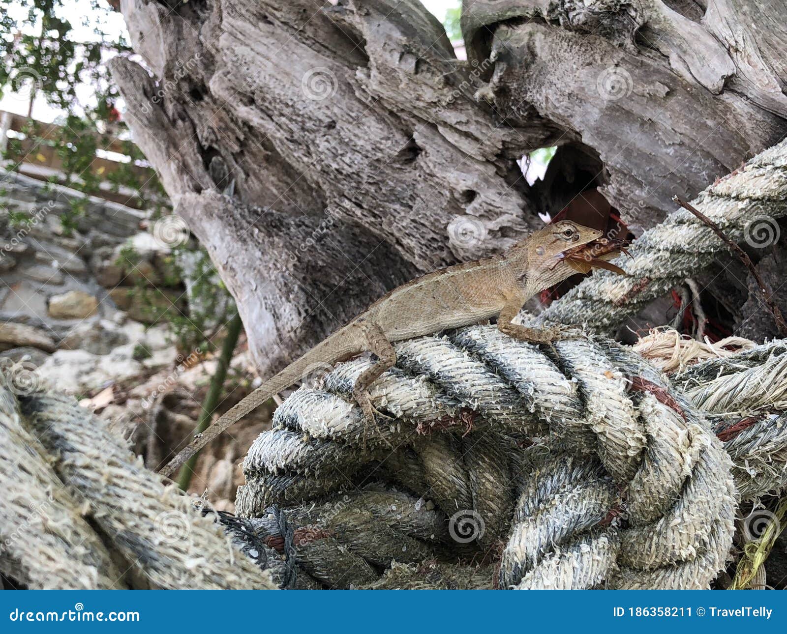 Lizard eating a bug stock image. Image of lizard, samet - 186358211