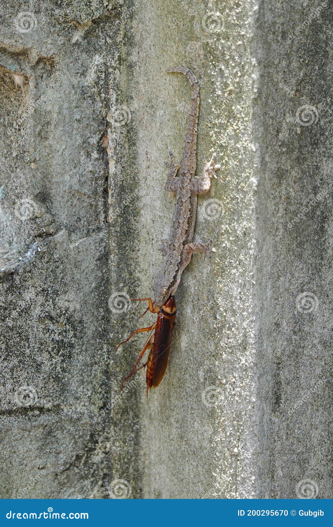 Lizard Eating a Cockroach on the Wall Stock Photo - Image of body ...