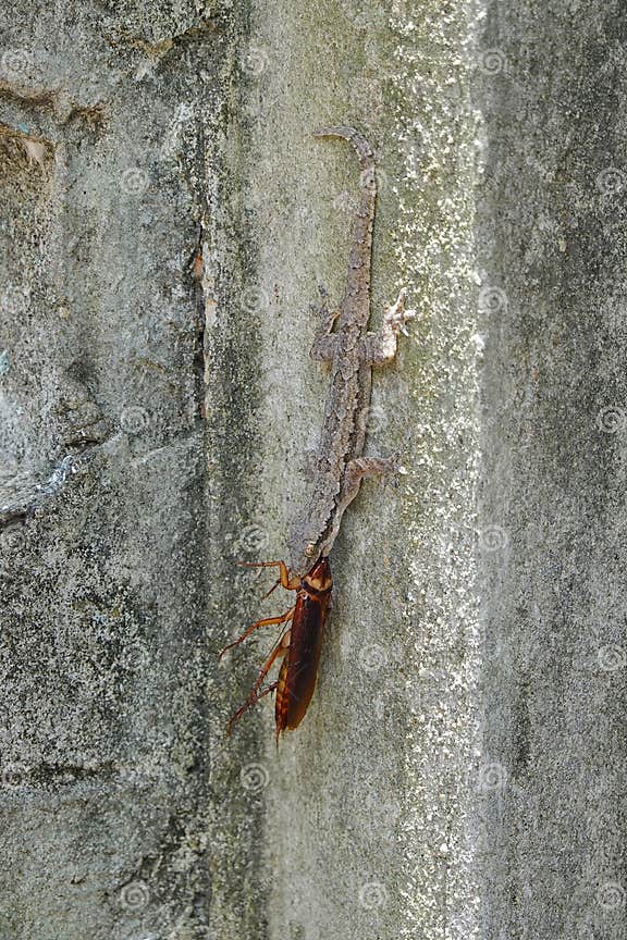 Lizard Eating a Cockroach on the Wall Stock Photo - Image of body ...