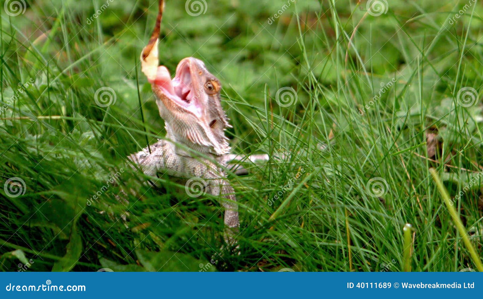 Lizard Eating a Leaf on the Grass Stock Video - Video of lizard ...