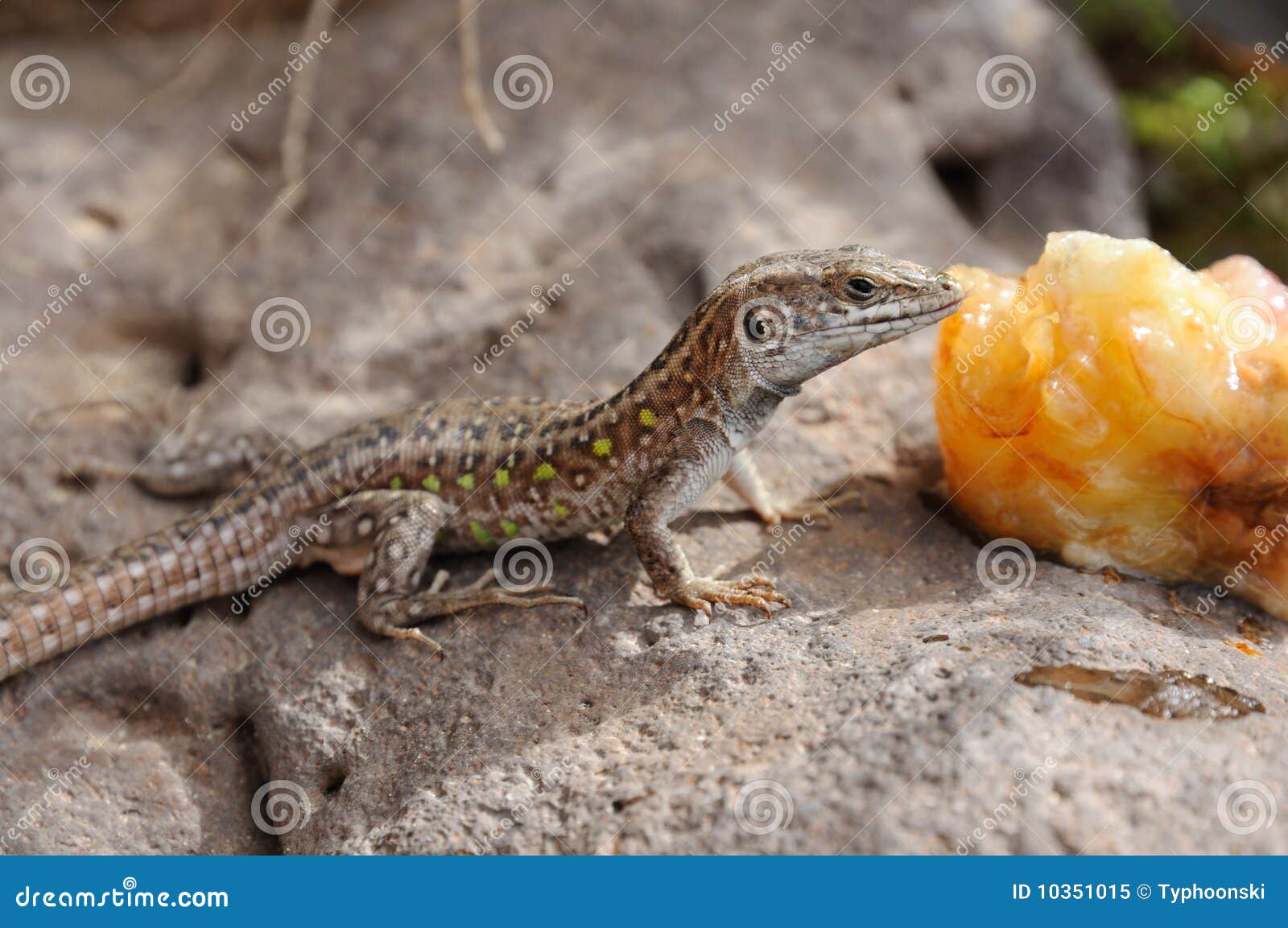Lizard eating peach stock image. Image of feeding, islands - 10351015