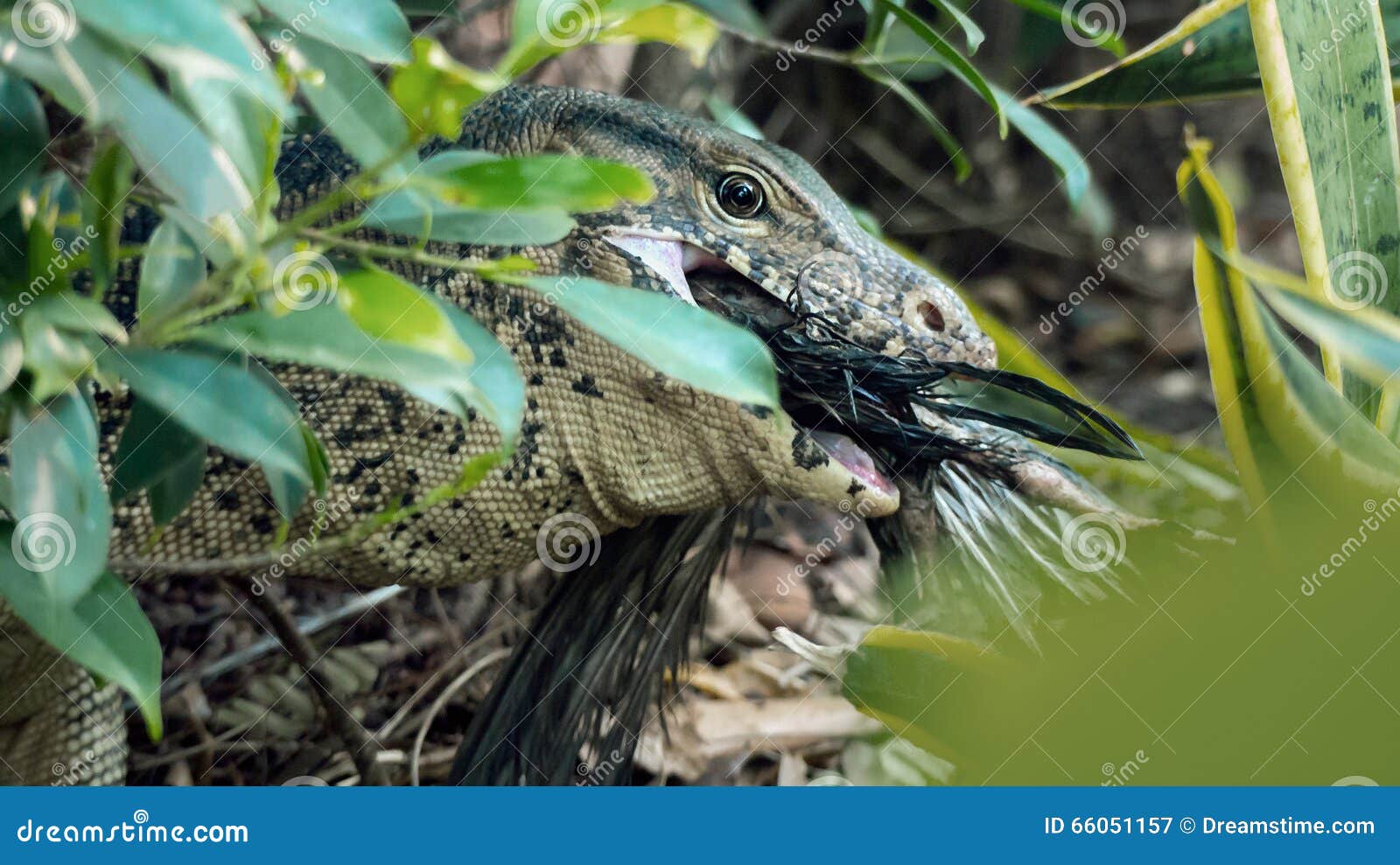 Lizard eating stock image. Image of food, reptiles, wildlife - 66051157