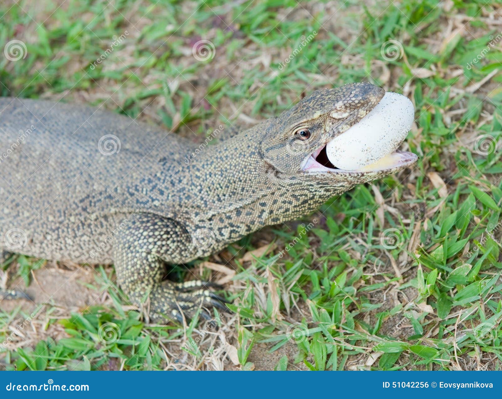 The lizard eats egg stock photo. Image of asia, white - 51042256