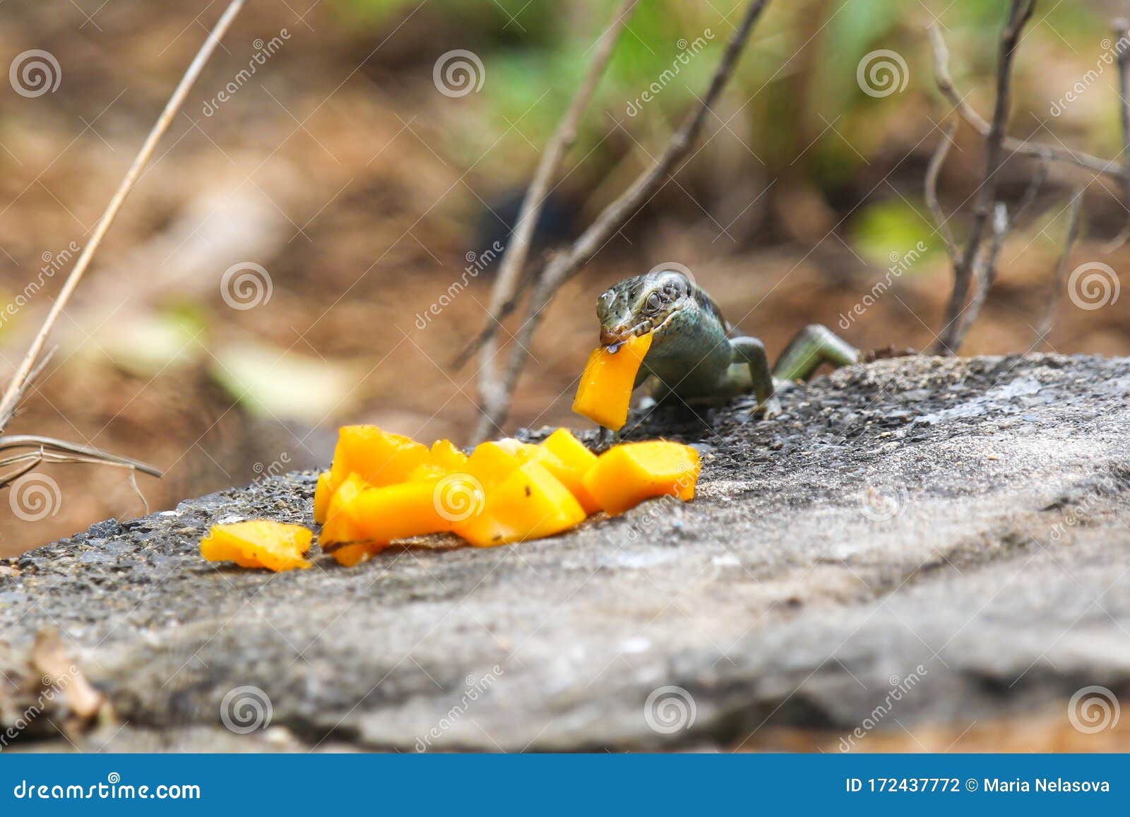 Lizard eats mango stock photo. Image of lizard, dragon - 172437772