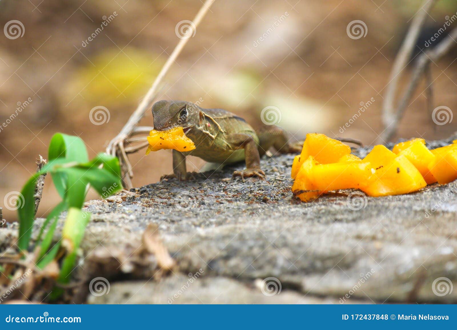 Lizard eats mango stock photo. Image of animal, butterfly - 172437848