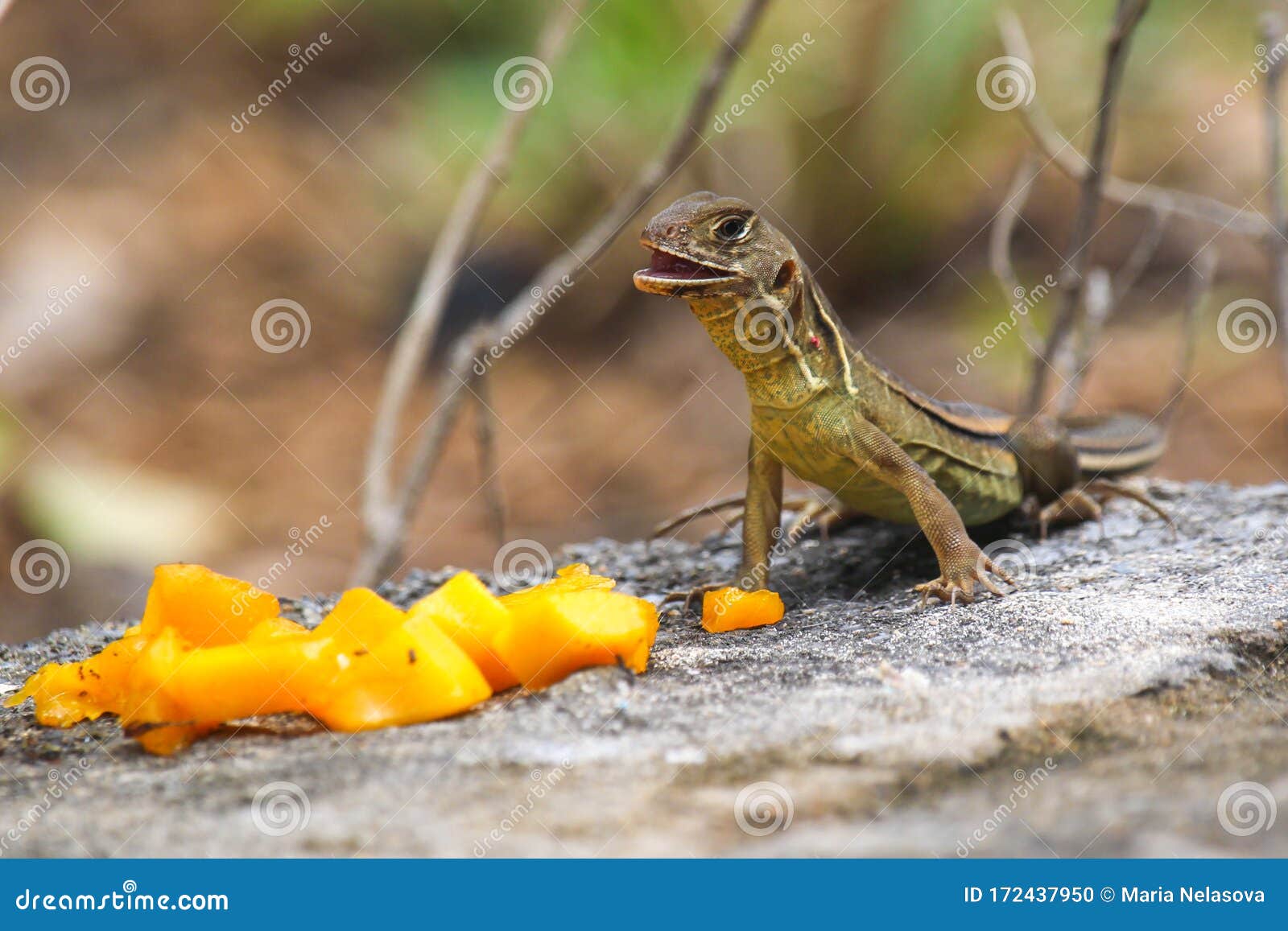 Lizard eats mango stock photo. Image of cute, colorful - 172437950