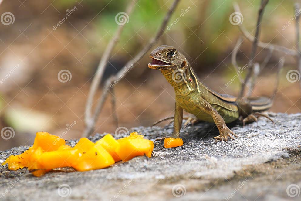 Lizard eats mango stock photo. Image of cute, colorful - 172437950