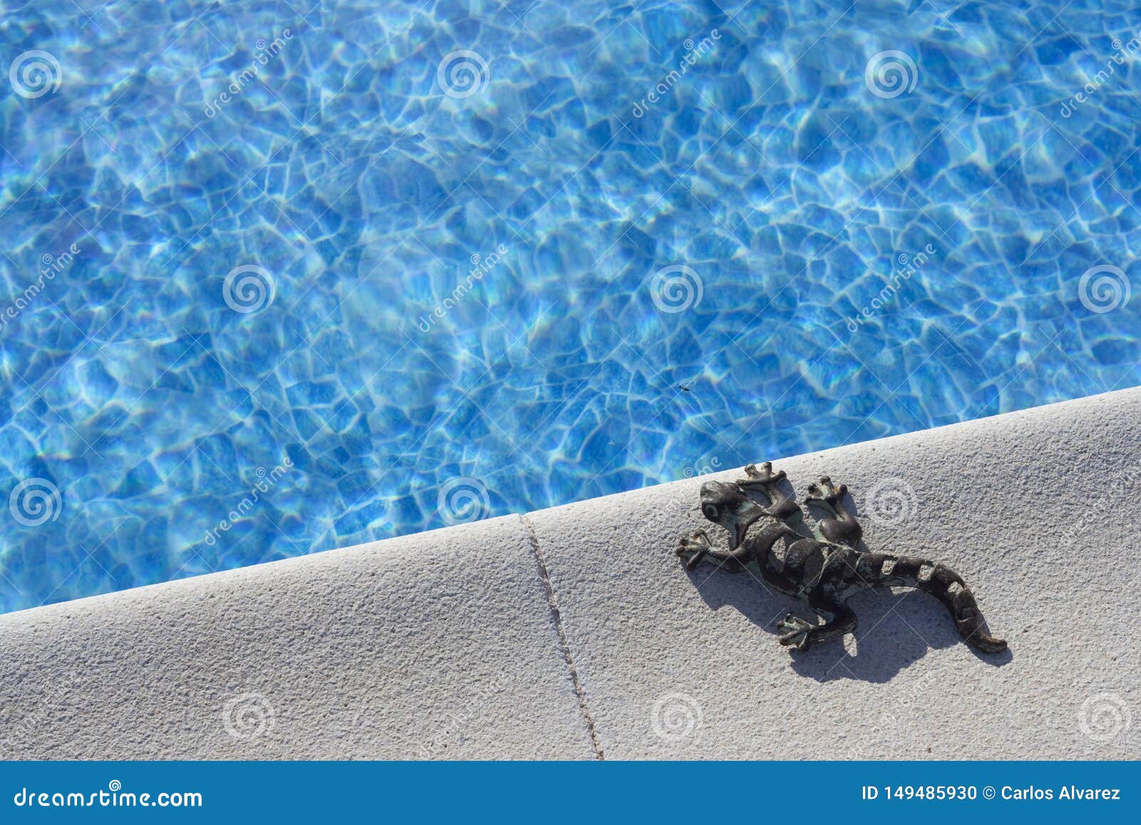 Lizard on pool stock photo. Image of leisure, scale - 149485930