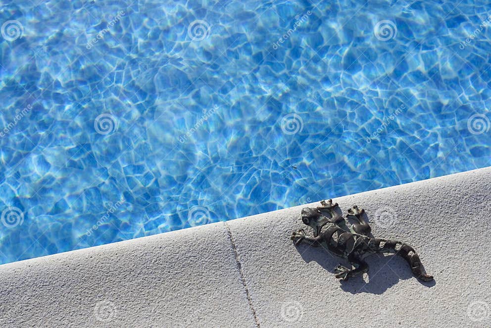 Lizard on pool stock photo. Image of leisure, scale - 149485930