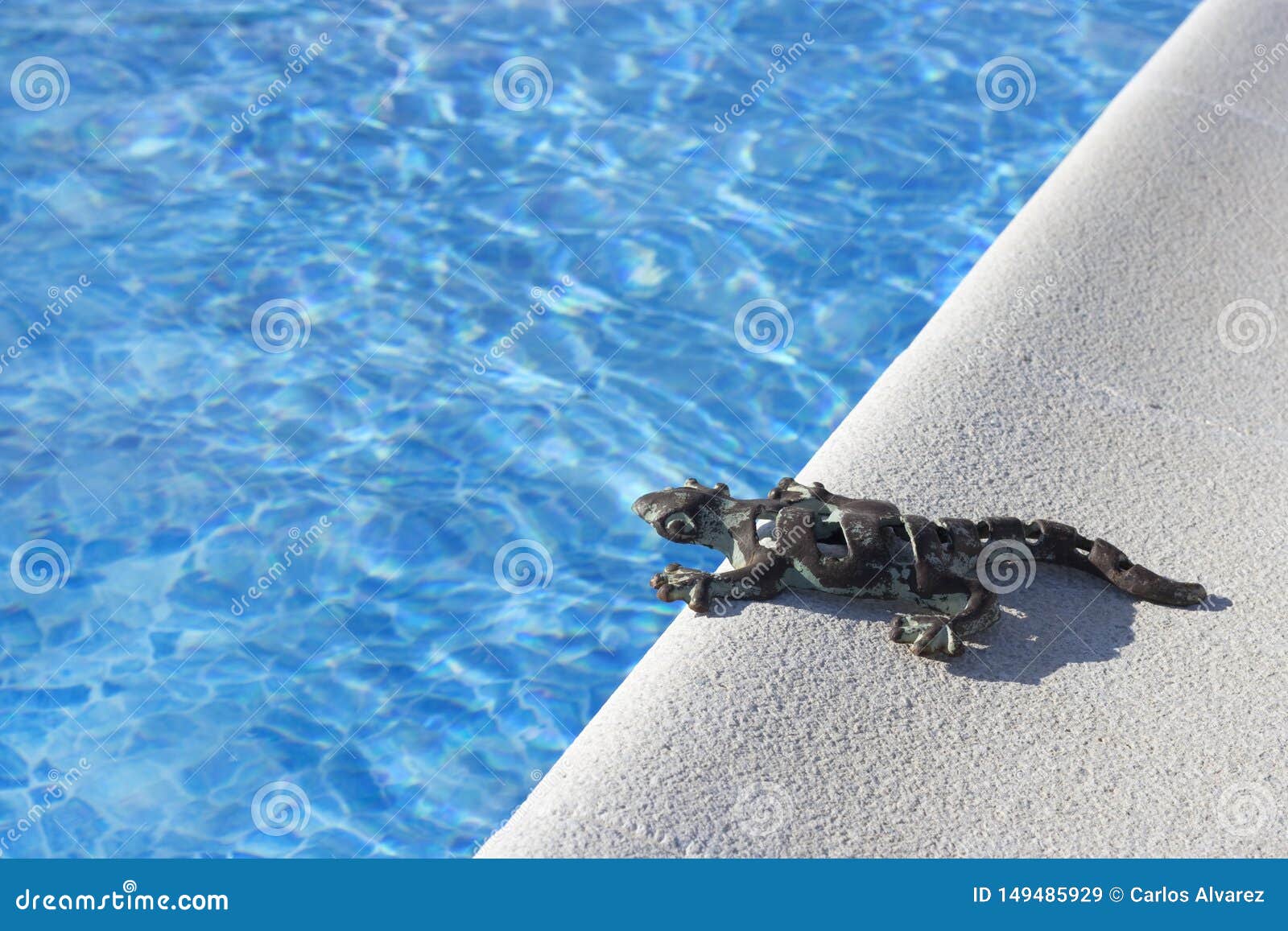 Lizard on pool stock image. Image of pool, close, black - 149485929