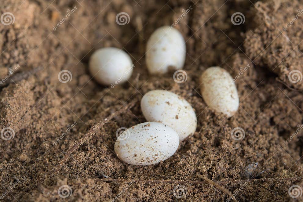 Lizard eggs stock image. Image of wilderness, nature - 125714143