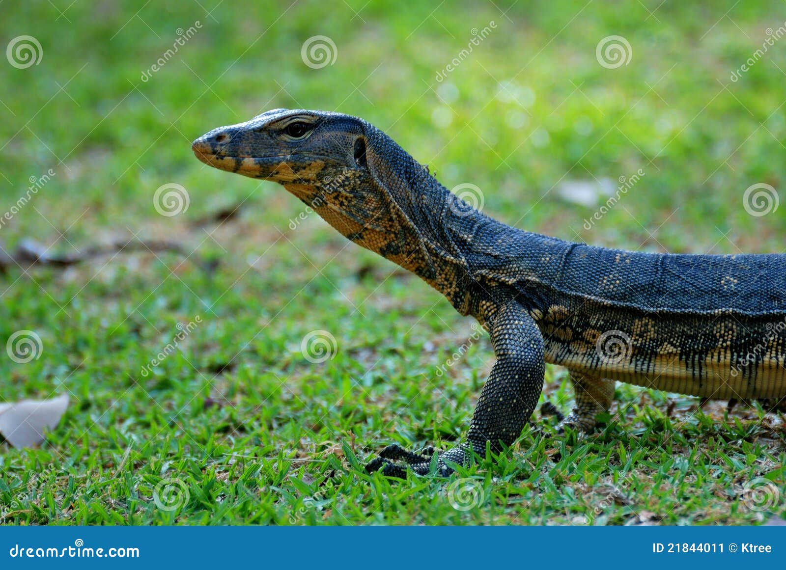 Lizard Face stock image. Image of monitor, smiley, travel - 21844011