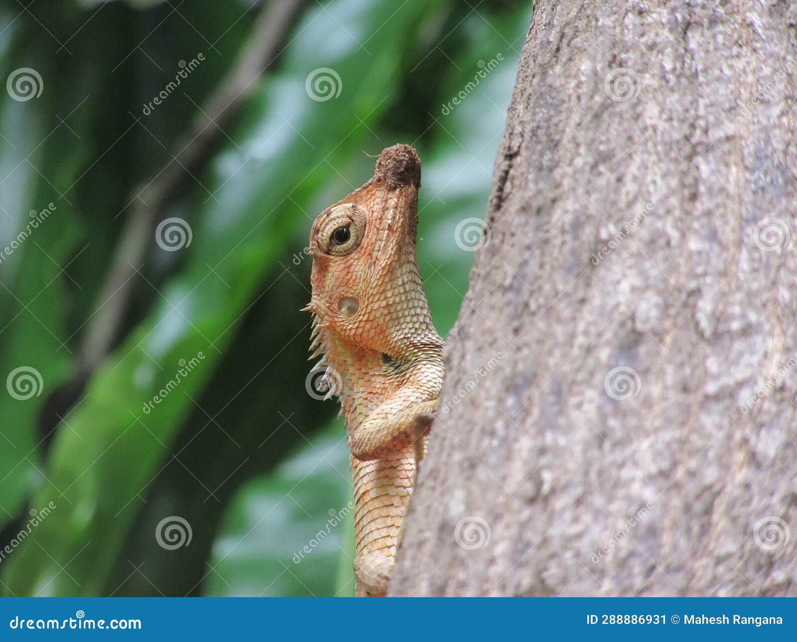 Lizard face stock image. Image of insect, snake, invertebrate - 288886931
