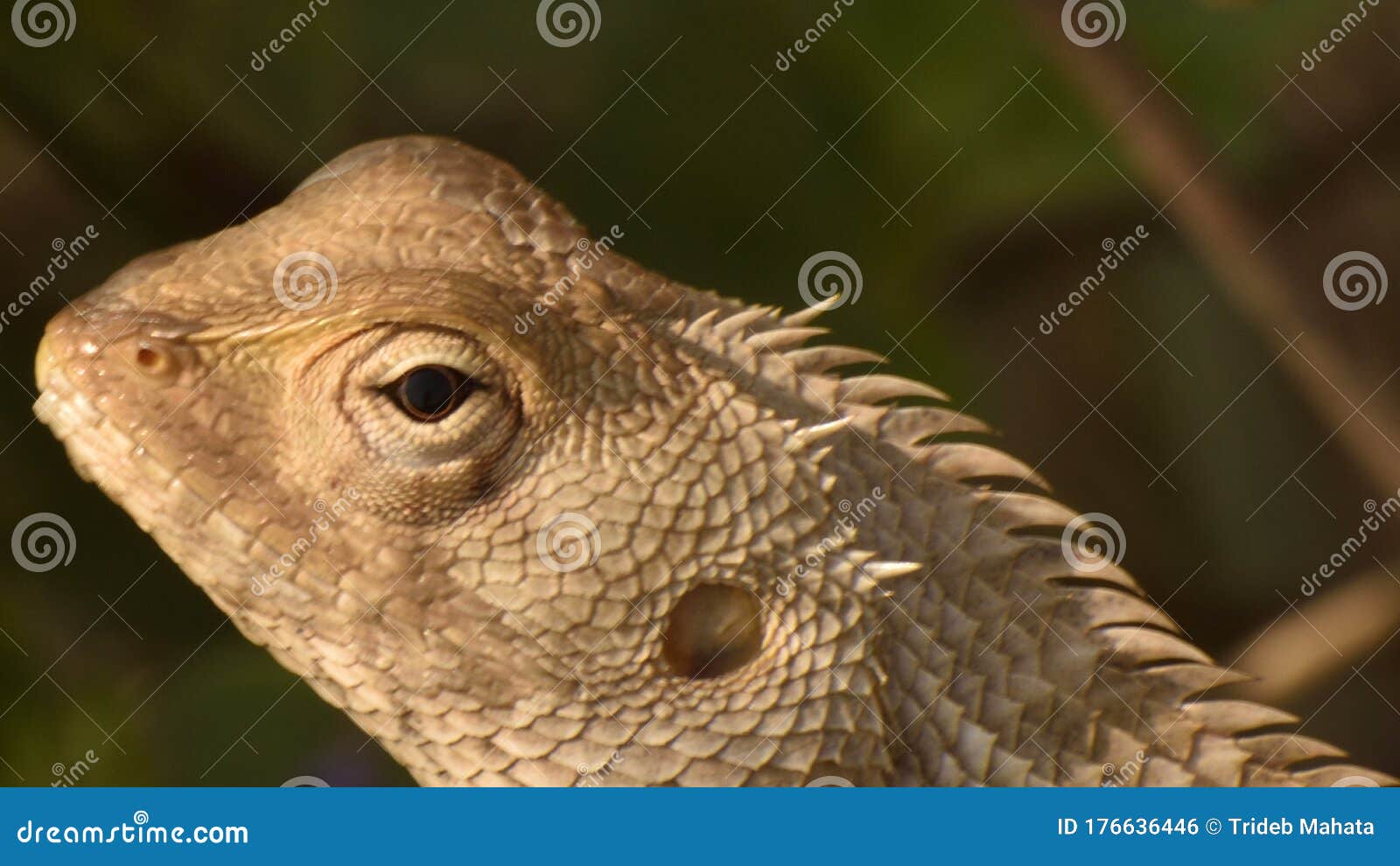 Lizard Face Or Lizard Under The Forest Or Natural Wildlife Royalty-Free ...