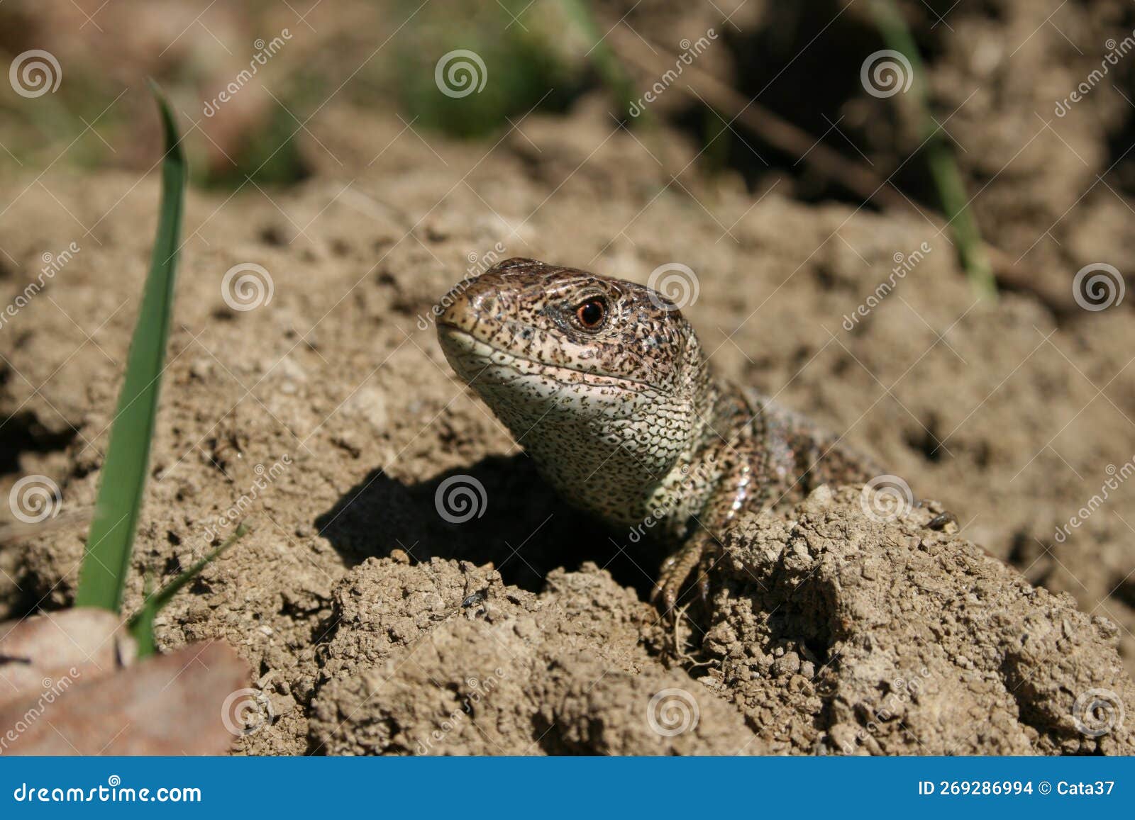 Lizard face stock photo. Image of wildlife, warm, nature - 269286994