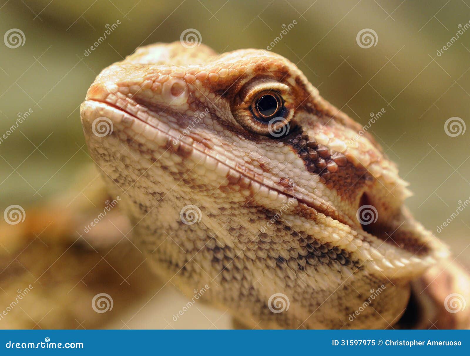 Lizard face stock image. Image of face, brown, personal - 31597975