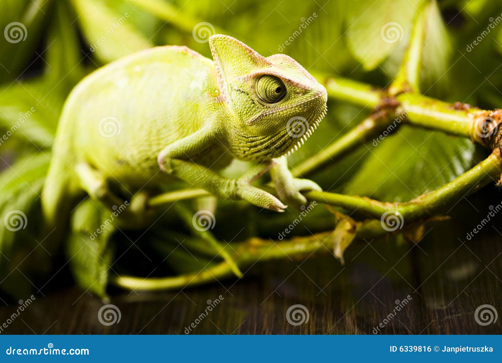 Lizard families stock photo. Image of green, animals, macro - 6339816