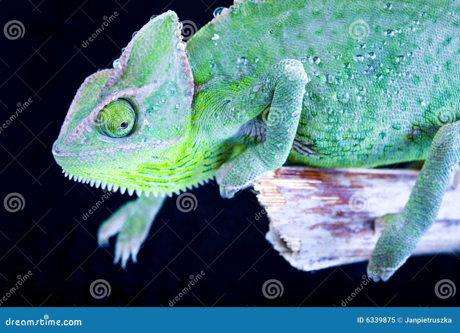 Lizard families stock image. Image of reptile, textured - 6339875